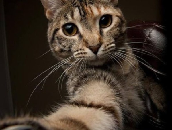 See 23 Of The Greatest Animal Poses Of All Time! - DailyBuzzLive.com