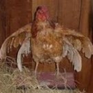 KFC Allegedly Not Serving Real Chicken The Truth About KFC's Name Change