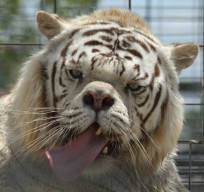 Meet Kenny The Down Syndrome Tiger - DailyBuzzLive.com