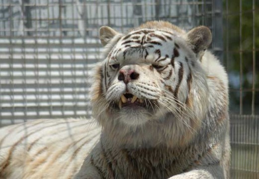 Meet Kenny The Down Syndrome Tiger - DailyBuzzLive.com