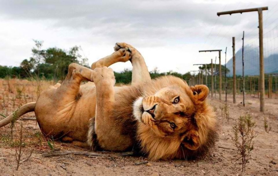 See 23 Of The Greatest Animal Poses Of All Time! - DailyBuzzLive.com