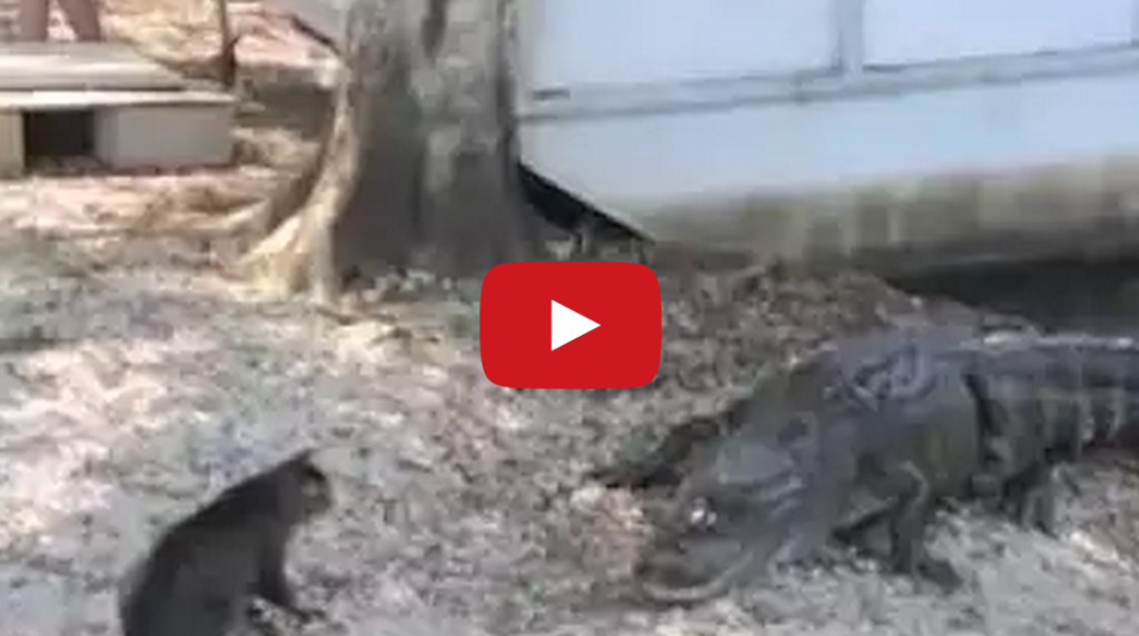Cat Saves Boy From Two Vicious Gators – Cat vs. Gators - DailyBuzzLive.com