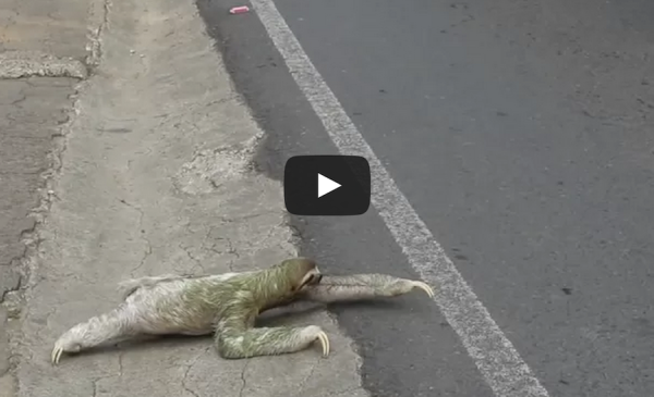 A Sloth Crossing The Road Might Be The Most Amazing Thing You See All ...