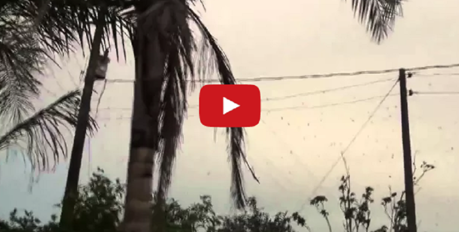 HORRIFYING! Raining Spiders In Brazil - DailyBuzzLive.com