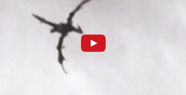 Amazing! Real Dragon Captured On Video - DailyBuzzLive.com
