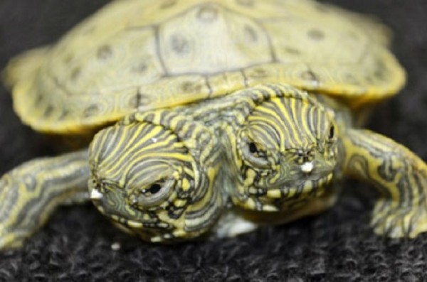 25 Disturbing Freaks Of Nature You Have To See To Believe ...