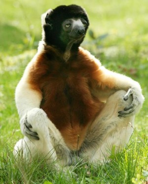 See 23 Of The Greatest Animal Poses Of All Time! - DailyBuzzLive.com