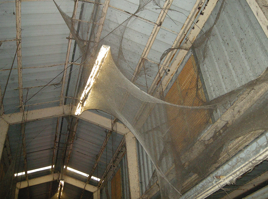 Largest Spider-Web Ever Discovered Spans Four-Acres - DailyBuzzLive.com