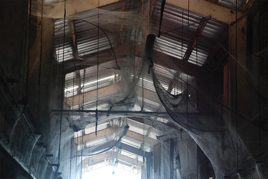 Largest Spider-Web Ever Discovered Spans Four-Acres - DailyBuzzLive.com