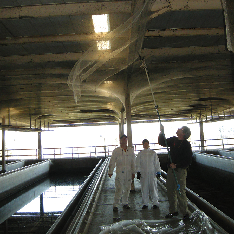 Largest Spider-Web Ever Discovered Spans Four-Acres - DailyBuzzLive.com